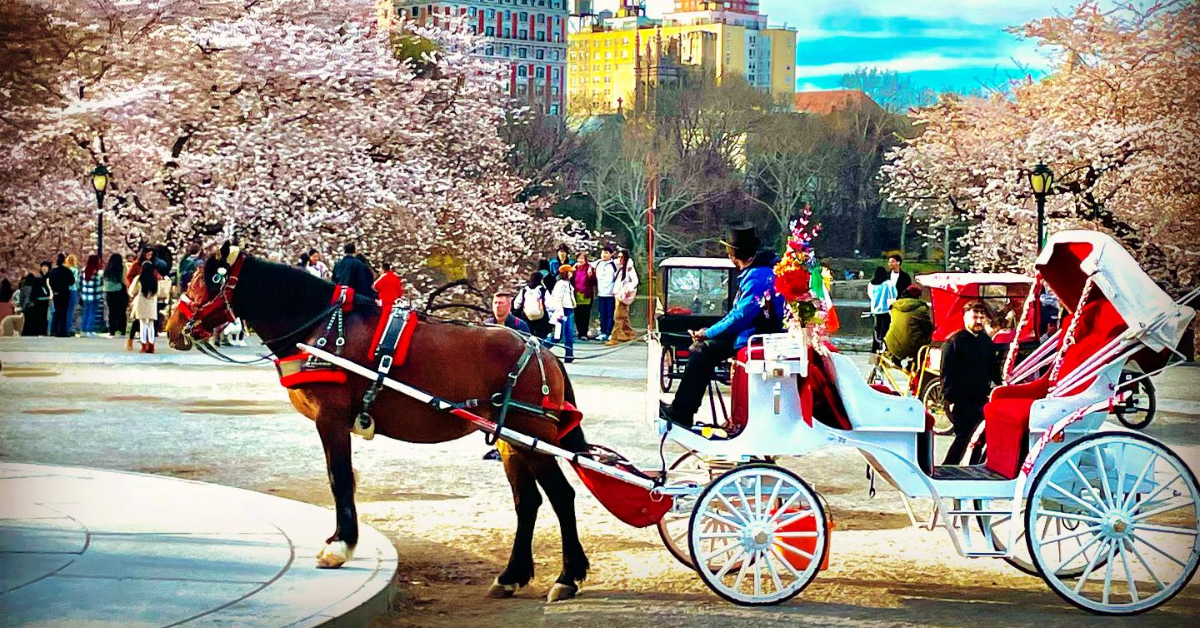 Carriage Ride NYC | Carriage Ride New York City | Top Hat NY Horse ...