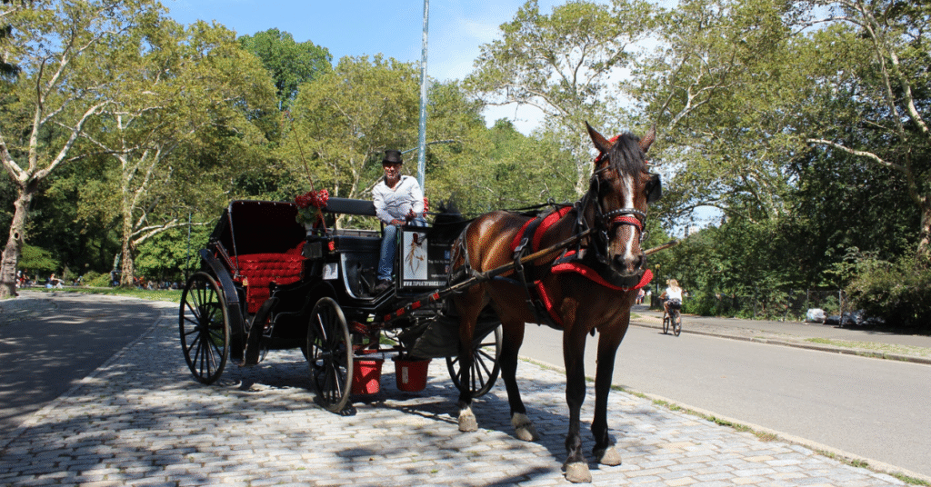 How Can You Enjoy the Magic of Central Park with a Horse Carriage Ride?